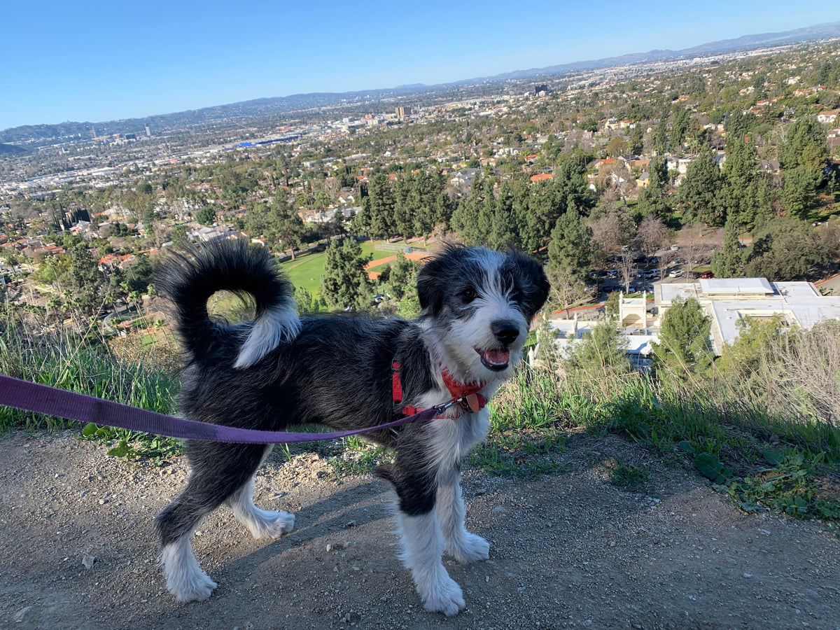 Meet Stella – River + Sky